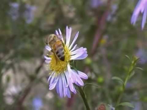 HONEY BEE [ Apis mellifera ]