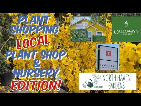 268: Plant Shopping: 4 Local Nurseries In Dallas, Texas! | Spotted Some Rarely Seen Tropicals +Haul