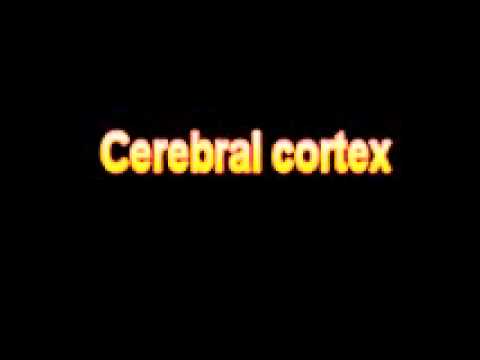 What Is The Definition Of Cerebral cortex Medical Dictionary Free Online