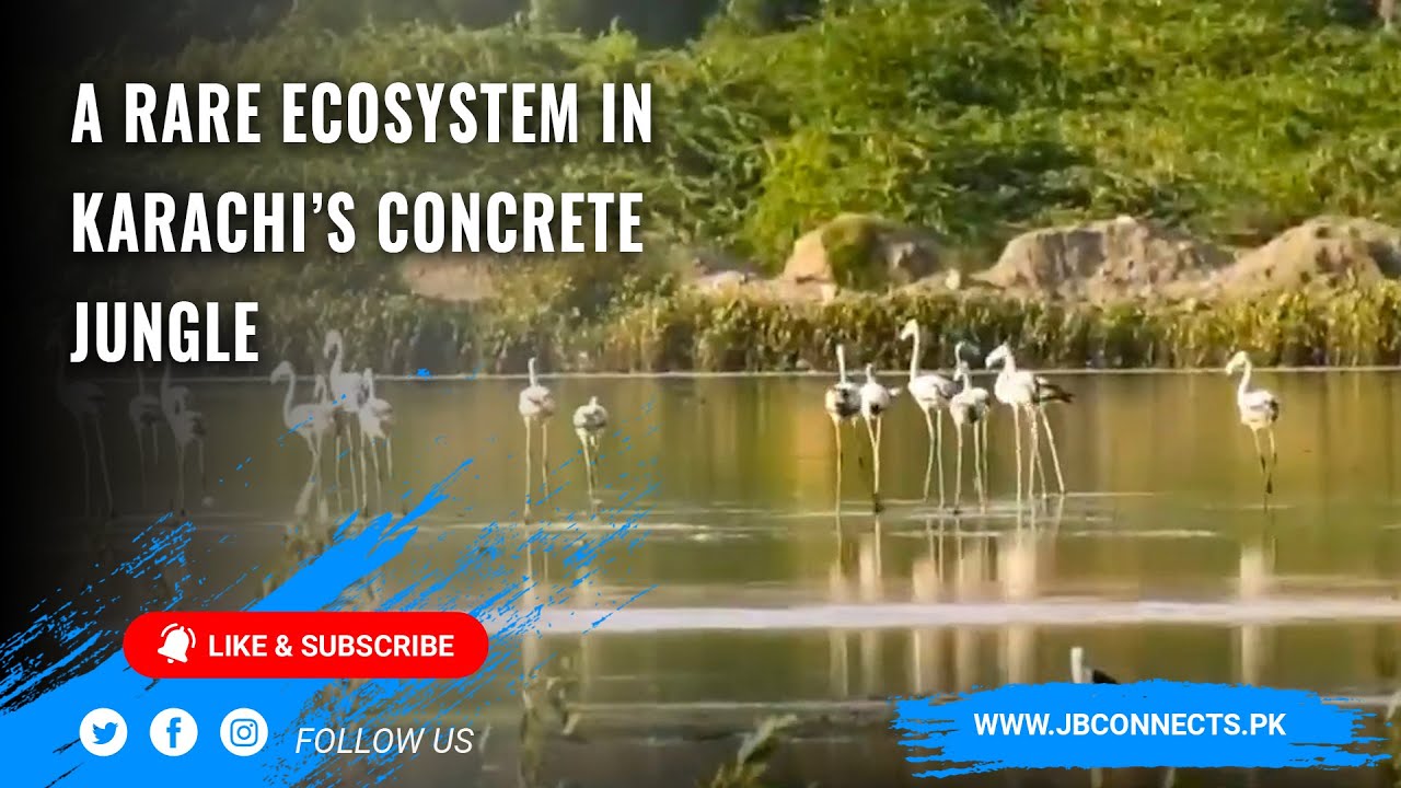 Clifton Urban Forest Thrives