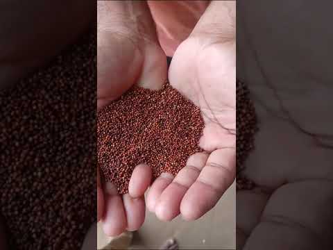 Ragi - Wholesale Price & Mandi Rate for Finger Millet
