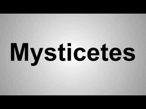 How To Pronounce Mysticetes