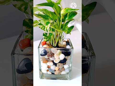 DIY Pothos Money Plant / Pebbles #shorts #youtube