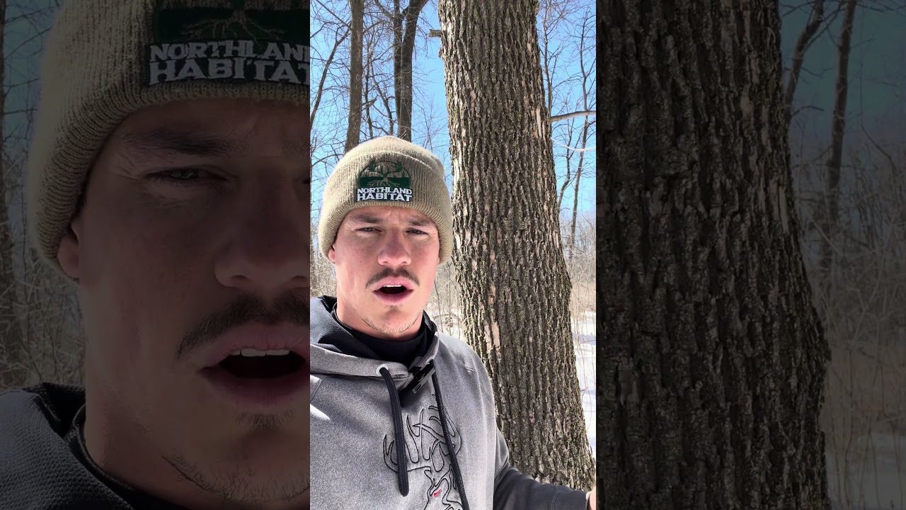 Woodsman-ship 101: Identifying Green Ash Trees & Their Wildlife Wonders 🌳🦌 | Short Nature Guide