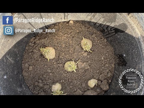 How to plant seed potatoes in containers or buckets in 2 minutes!