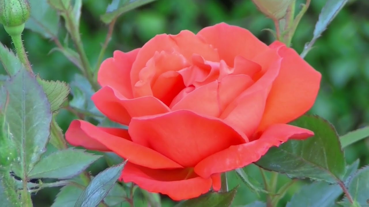 Rosa / Rosa Roja / Flor / Flores