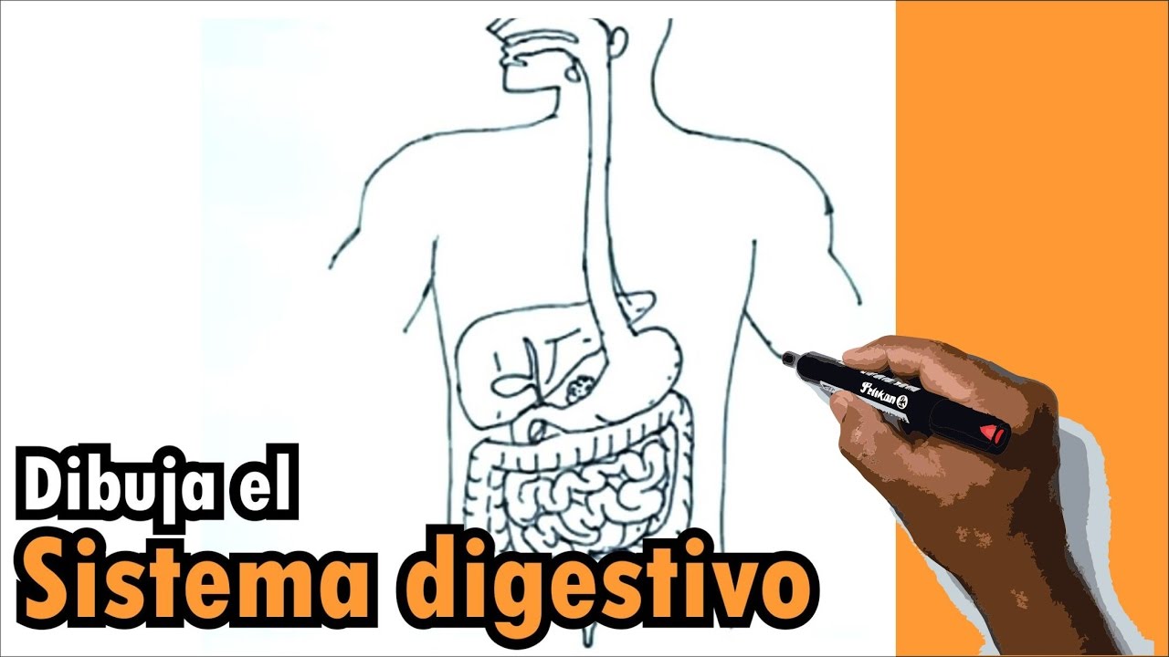 Dibujos del cuerpo humano 1/9 - Cómo dibujar el sistema digestivo - Drawing digestive system