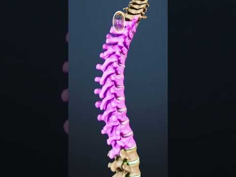 Where Do Spinal Compression Fractures Most Frequently Occur?