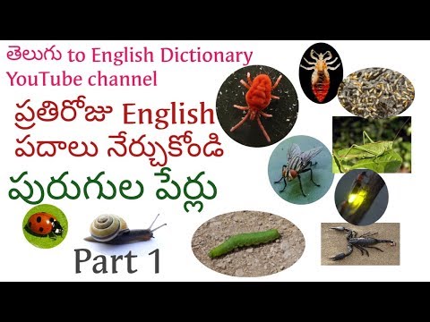 Insect names || Insect names in telugu and english with pictures