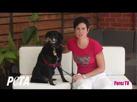 Choke Collars For Dogs | Perez Hilton