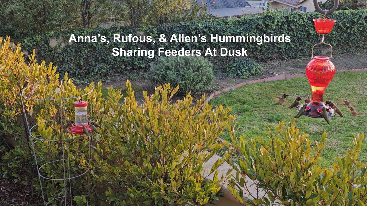 Golden Hour Guests: Hummingbirds at Sunset