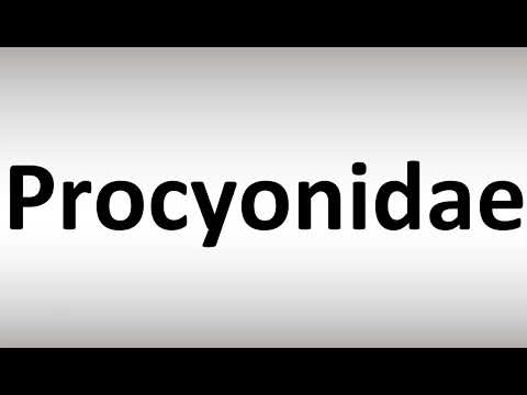 How to Pronounce Procyonidae
