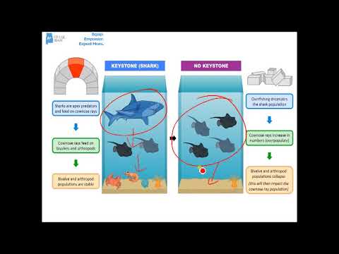 AP Biology Keystone Species