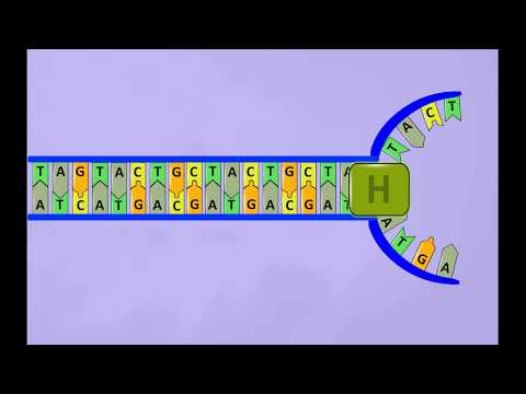 DNA replication,simple animation