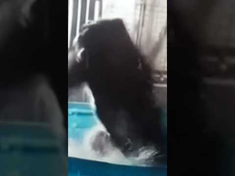 THE BIGFOOT DANCE MEET BABY KONG