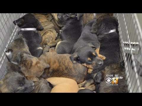 Micro Chipping Now Mandatory For Dallas Dogs & Cats