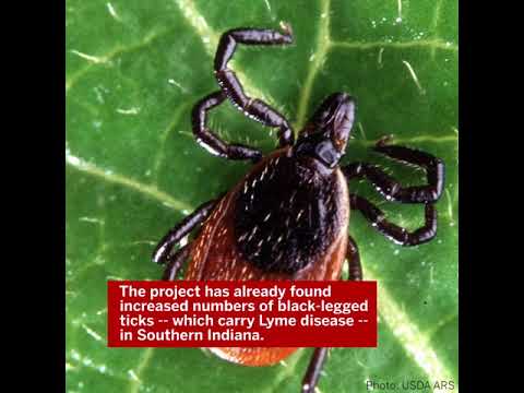 Project Vector Shield: Protecting Indiana
