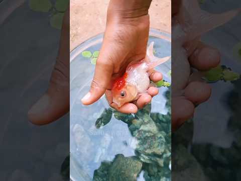 set up a fish tank in 5 minutes✌️ #shorts