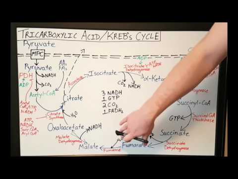 TCA / Krebs Cycle / Citric Acid Cycle - Basics for Beginners - Biochemistry Lesson
