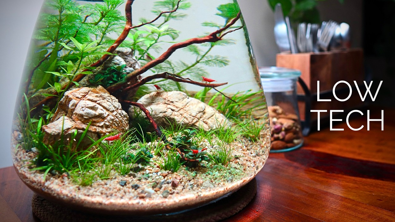 I Built a Nano Ecosystem for Cherry Shrimp🦐(No Filter, Low Tech)