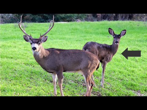 American Sign Language ASL Video Dictionary - doe