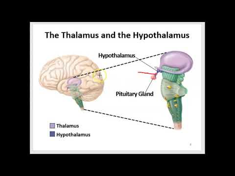3. Function of the Midbrain, Brainstem & Cerebellum