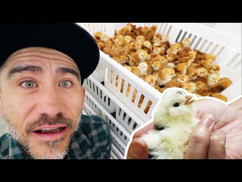 Hatching 50,000 chickens in One Day at McMurray Hatchery