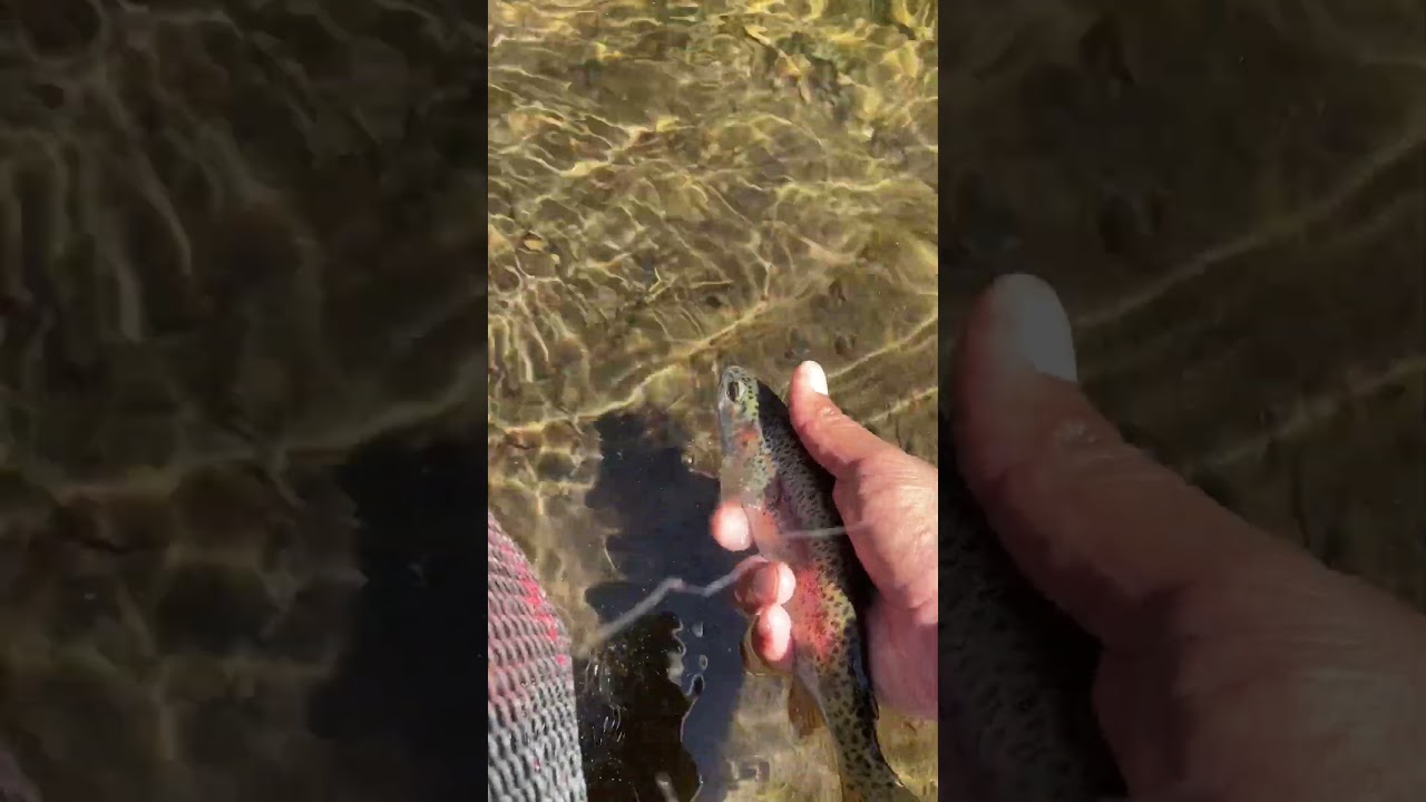 Beautiful wild rainbow