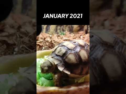 THE GROWTH OF SULCATA TORTOISE !