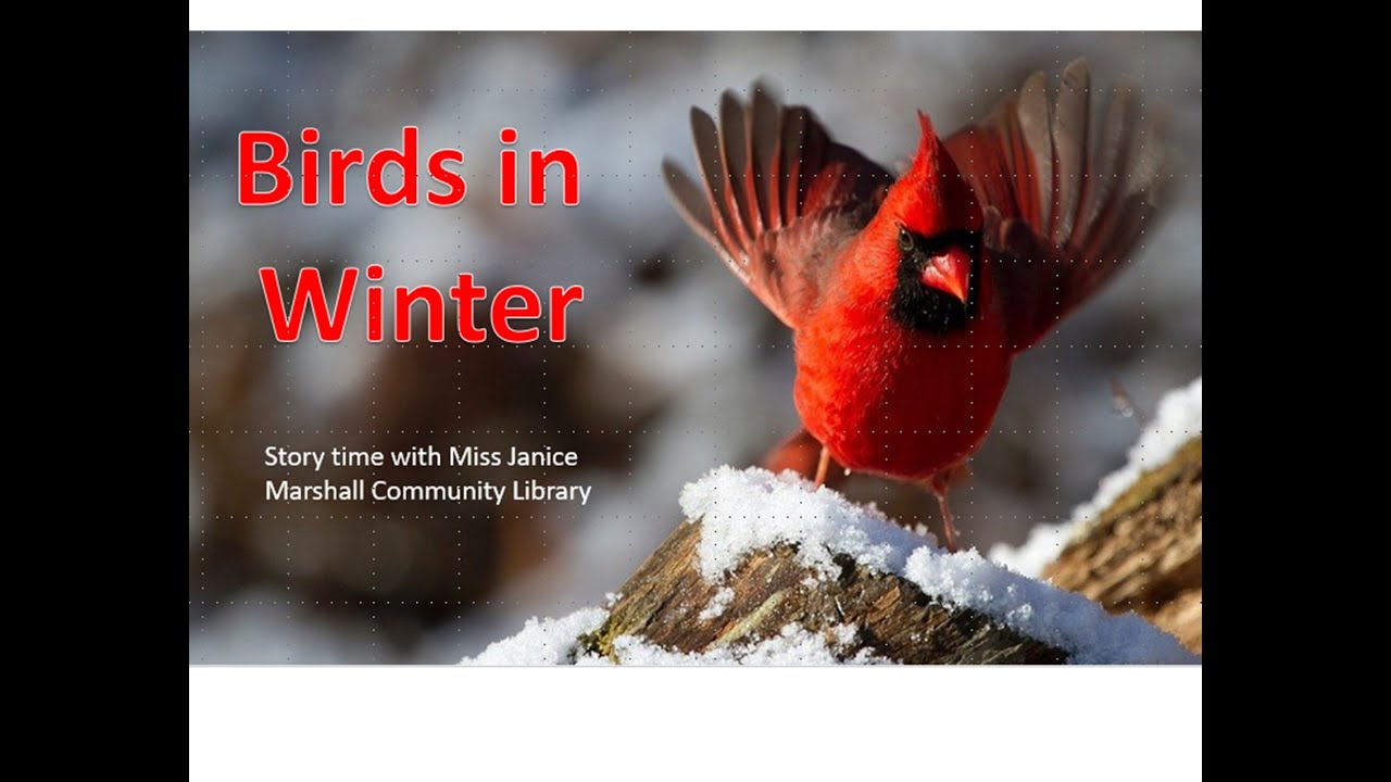 21 1 14 Winter Birds