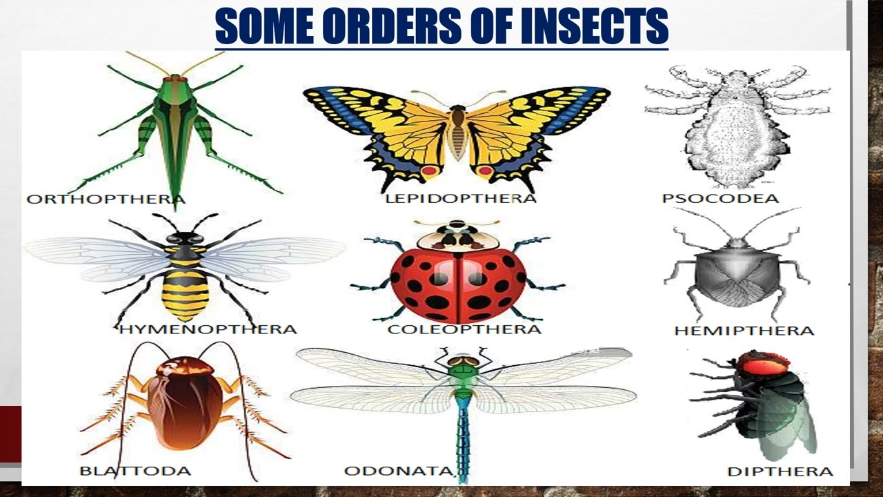 INSECTS PRESENTATION ppt