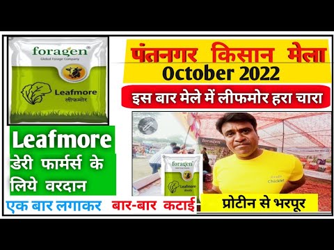 Forage Seeds - Wholesale Price & Mandi Rate for Forage Seeds