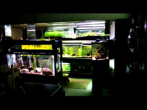 Ricks fish room 2011-1