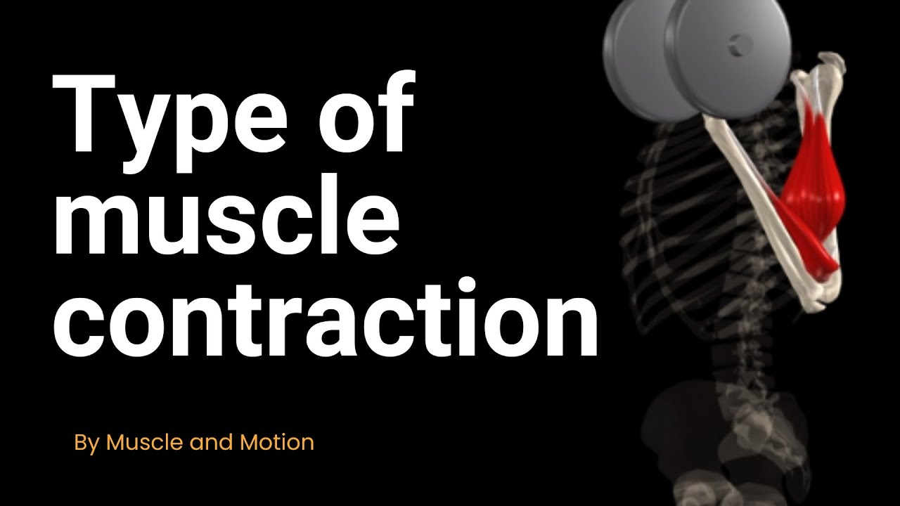 Understanding the Three Types of Muscle Contraction | Galaxy.ai