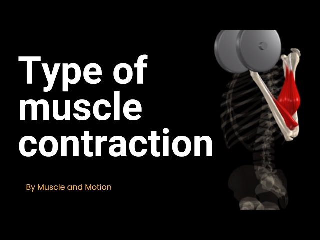 Understanding the Three Types of Muscle Contraction | Galaxy.ai | Galaxy.ai