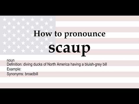 scaup