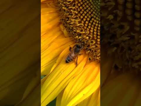 Close Up Video Of A Bee On Yellow Flower