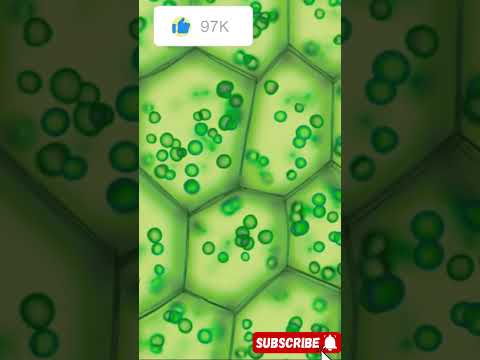 How scanning electron microscope (SEM) work?
