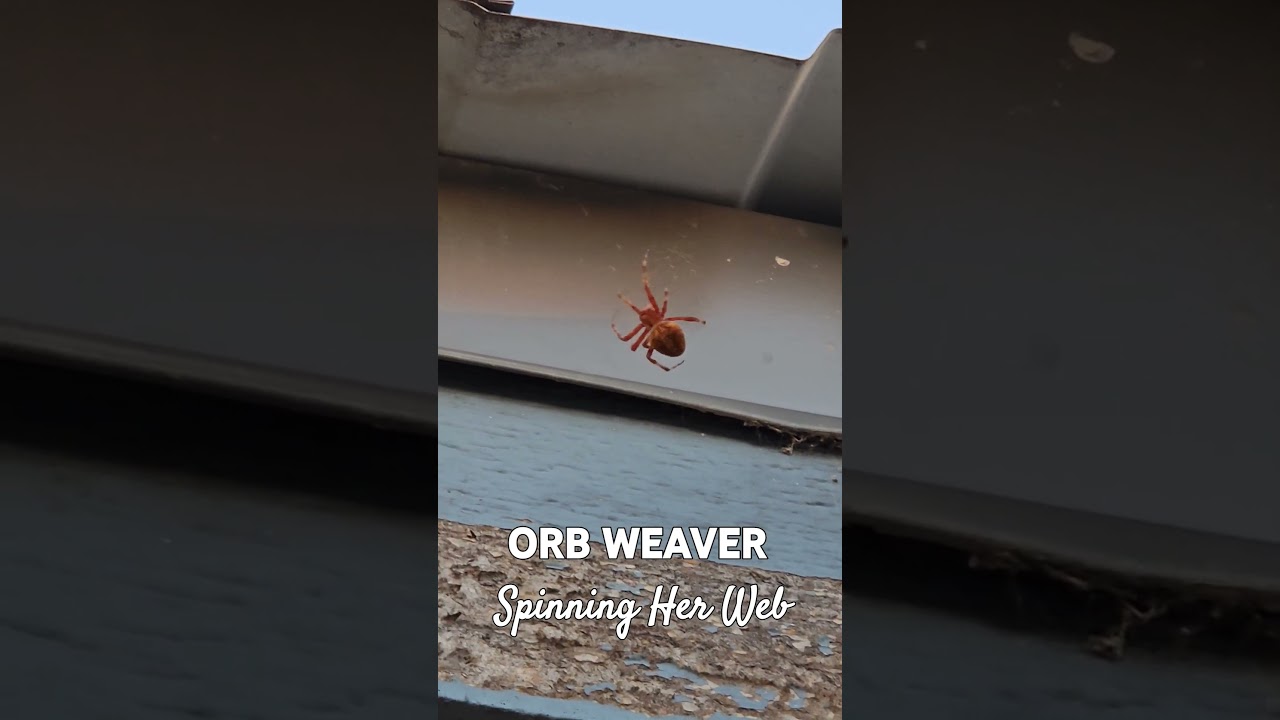 Spotted Orbweaver (Neoscona crucifera) common spider of N.M. #naturelovers #spiders #insects