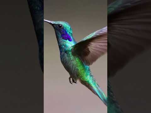 Kolibri, Burung yang Dapat Terbang Mundur