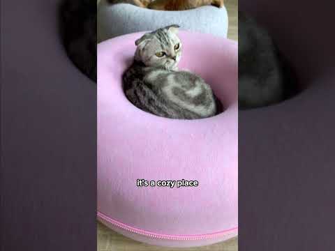 Maybe Get The Peekaboo Cat Cave for Your Cat Today?