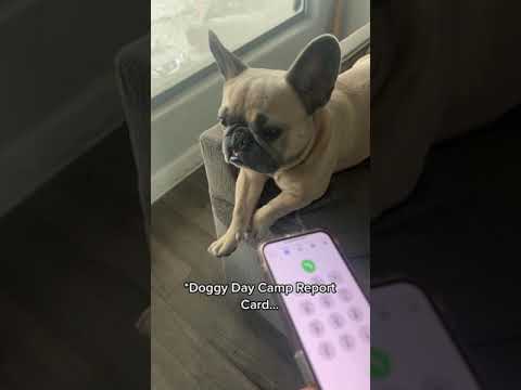 Camp Report Card #reportcard #frenchielife #doggydaycare