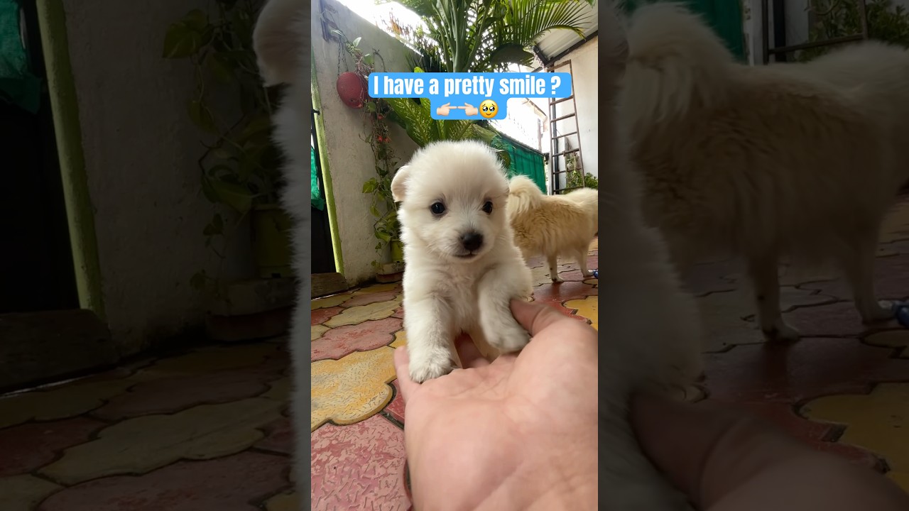 🚨 Wait !…don’t scroll 🚨 #puppy #adorable #fluffy #cutenessoverload