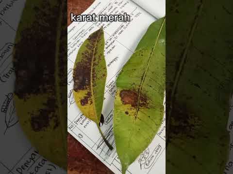 Praktik Identifikasi Hama Penyakit Tanaman (Kls 12 ATPH 1, Kel. Aldiana)