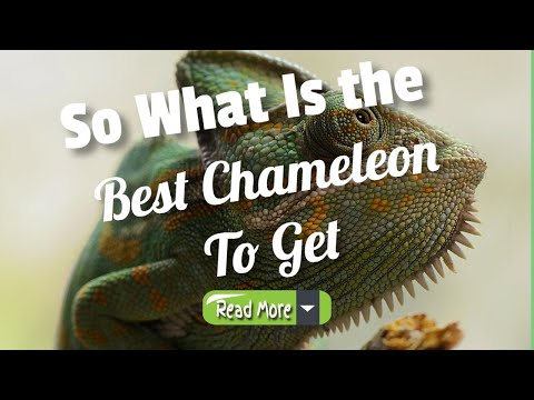 veiled chameleon