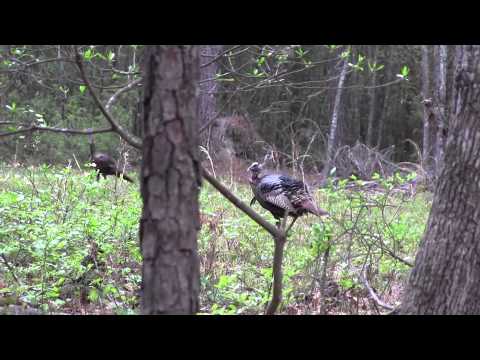 NWTF - 3RD DEGREE DOUBLE