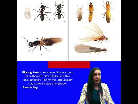 What's the Difference? Flying Ants vs Termites