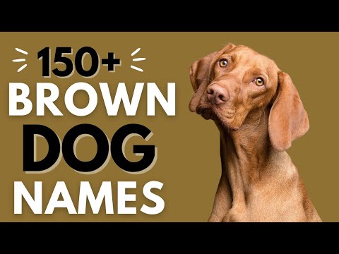 150+ BROWN Dog Names | Best Brown Dog Names