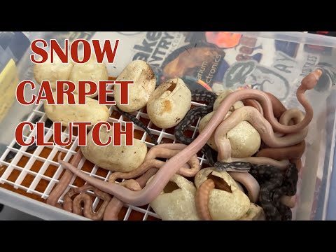 BREEDING ALBINO WATER MONITORS & BOA LITTERS ARRIVE!