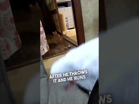 This cat loves to play fetch like a dog ????